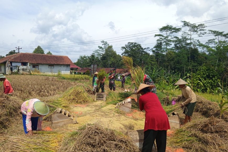 Danramil dan Babinsa Bersama petani Membantu Proses Panen Padi ...